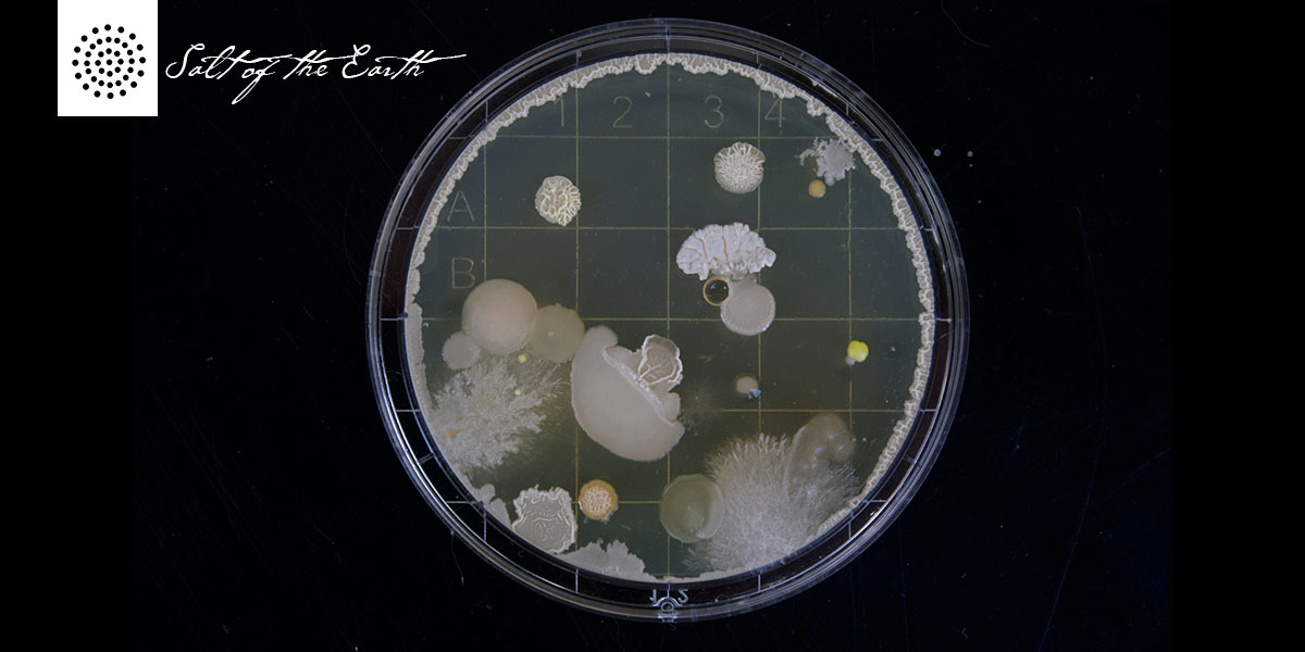 Product of the Month: Rafaa – Salt of the Earth